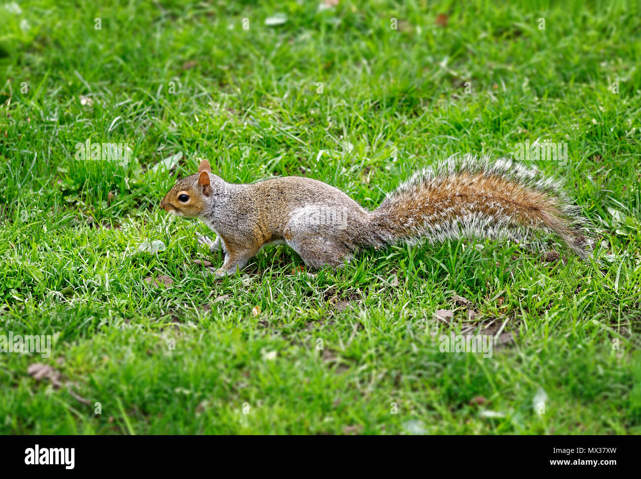 Squirrel side view on the grass of central park New York City Usa Stock ...