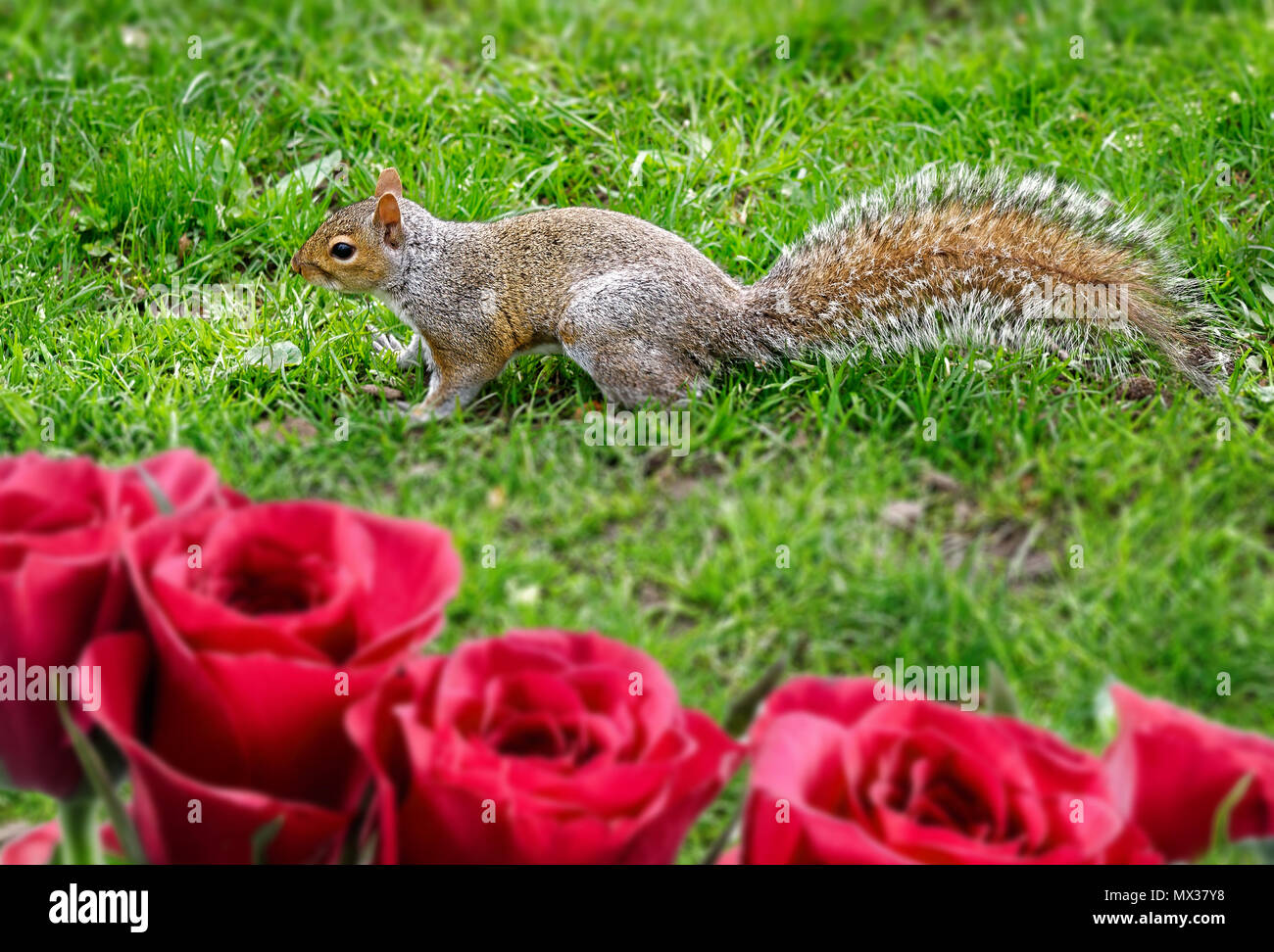 Side view squirrel hi-res stock photography and images - Alamy