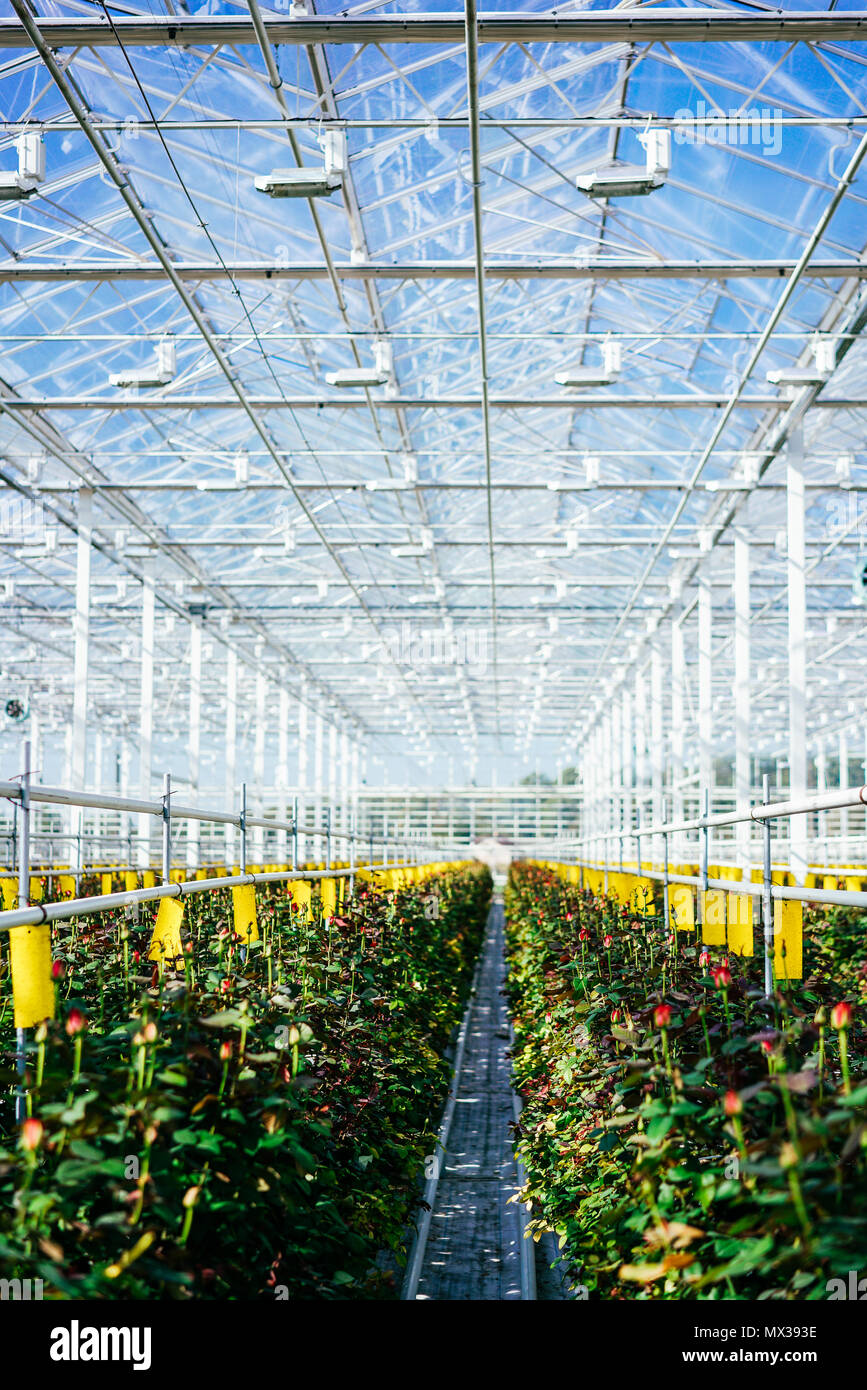 Greenhouse roses growing under daylight hi-res stock photography and ...