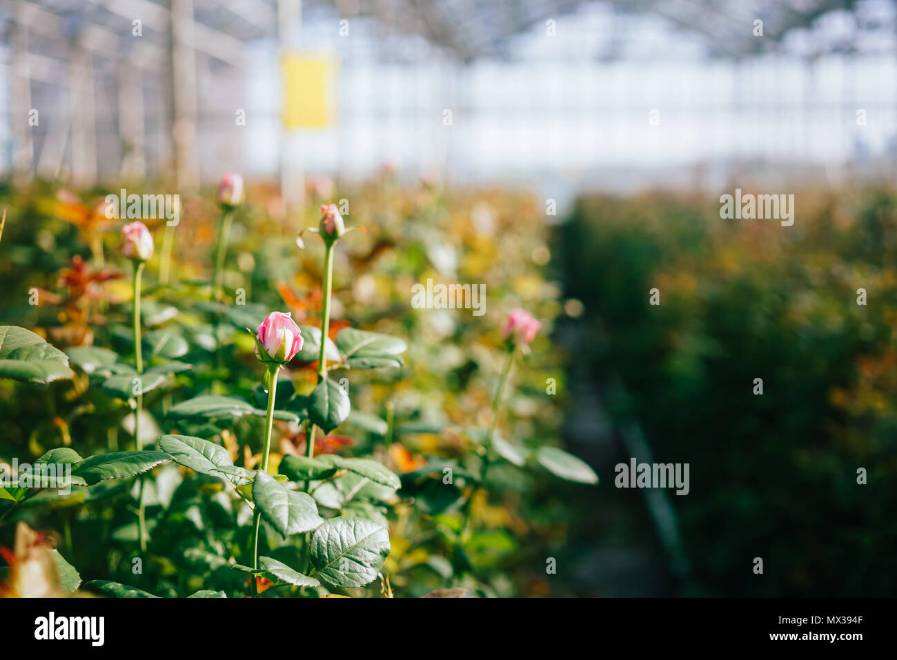 Greenhouse roses growing under daylight Stock Photo - Alamy