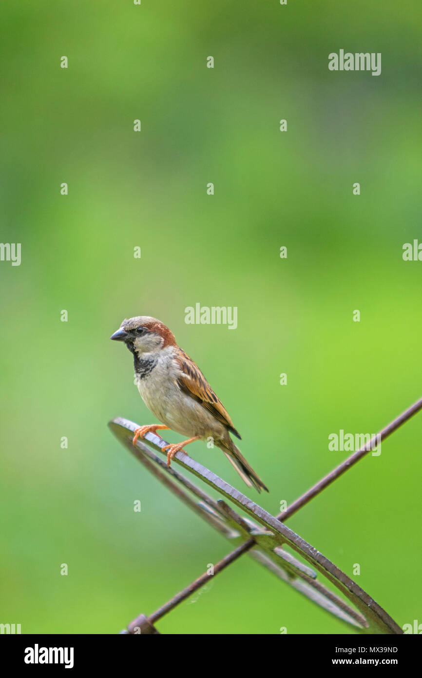 House Sparrow (Passeridae; Rafinesque) in a British garden, Britain, UK ...
