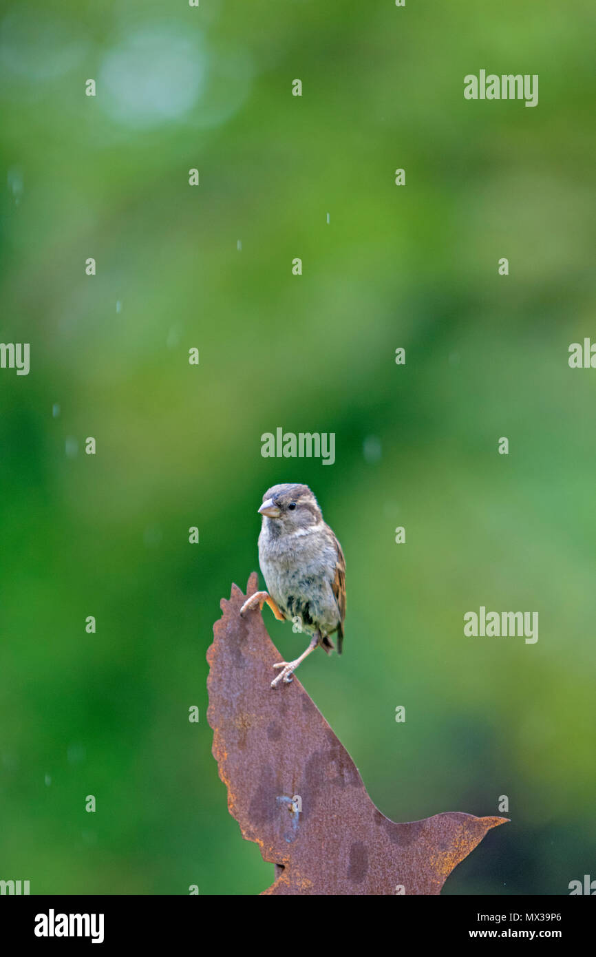 House Sparrow (Passeridae; Rafinesque) in a British garden, Britain, UK ...