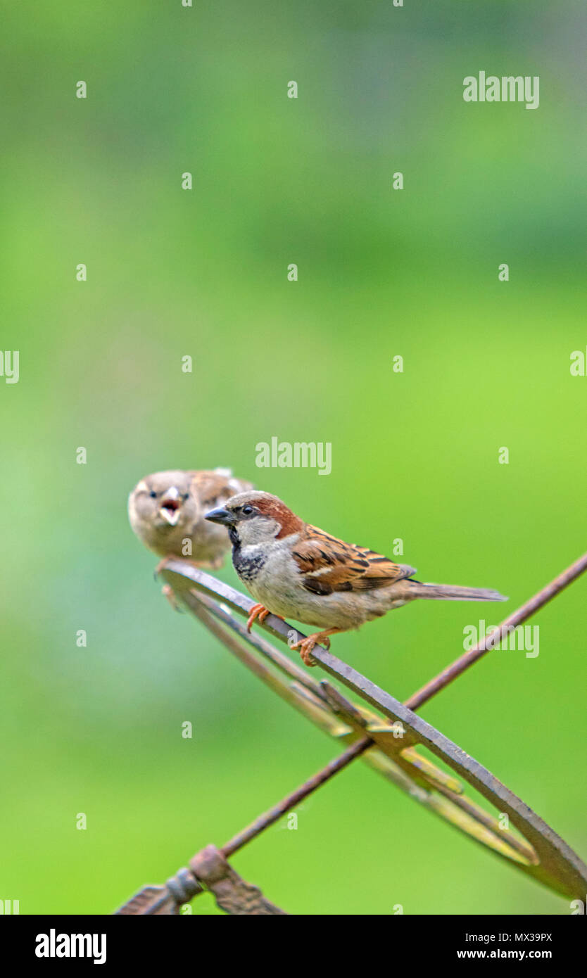 Sparrow garden hi-res stock photography and images - Alamy