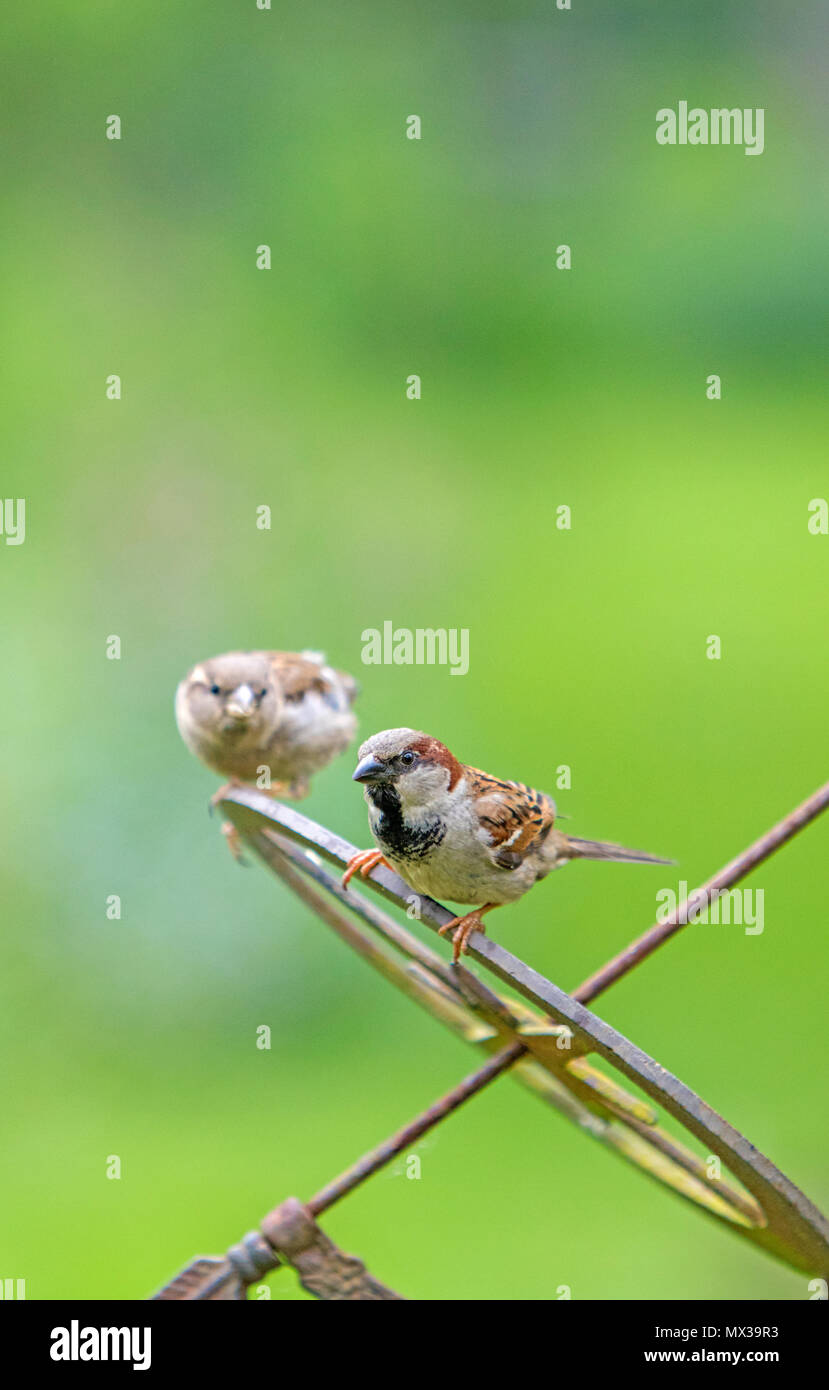House Sparrow (Passeridae; Rafinesque) in a British garden, Britain, UK ...
