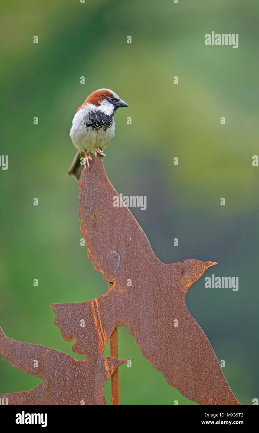 Uk sparrows hi-res stock photography and images - Alamy