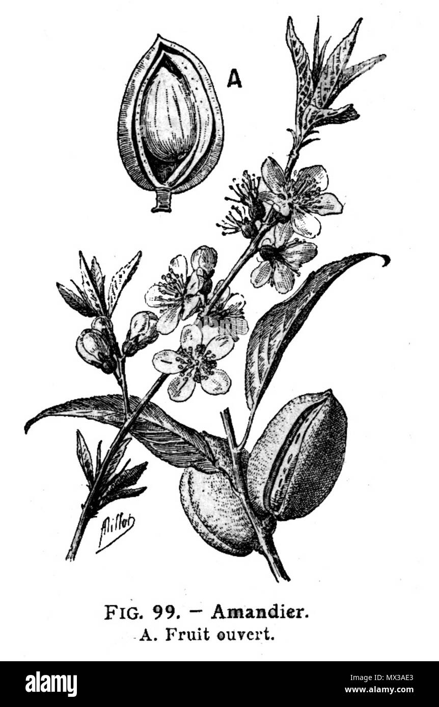 Amande amere hi-res stock photography and images - Alamy