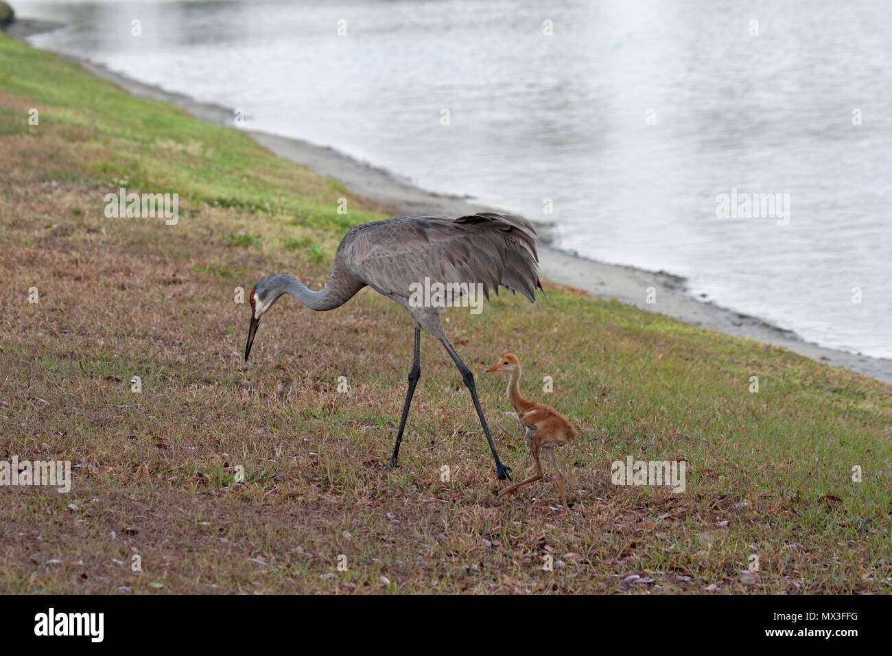 Sandhill crane with colt Stock Photo - Alamy