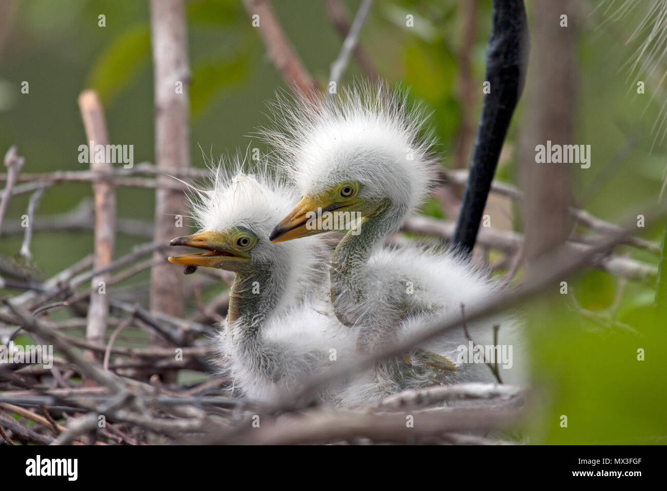 Chicks in nest hi-res stock photography and images - Alamy