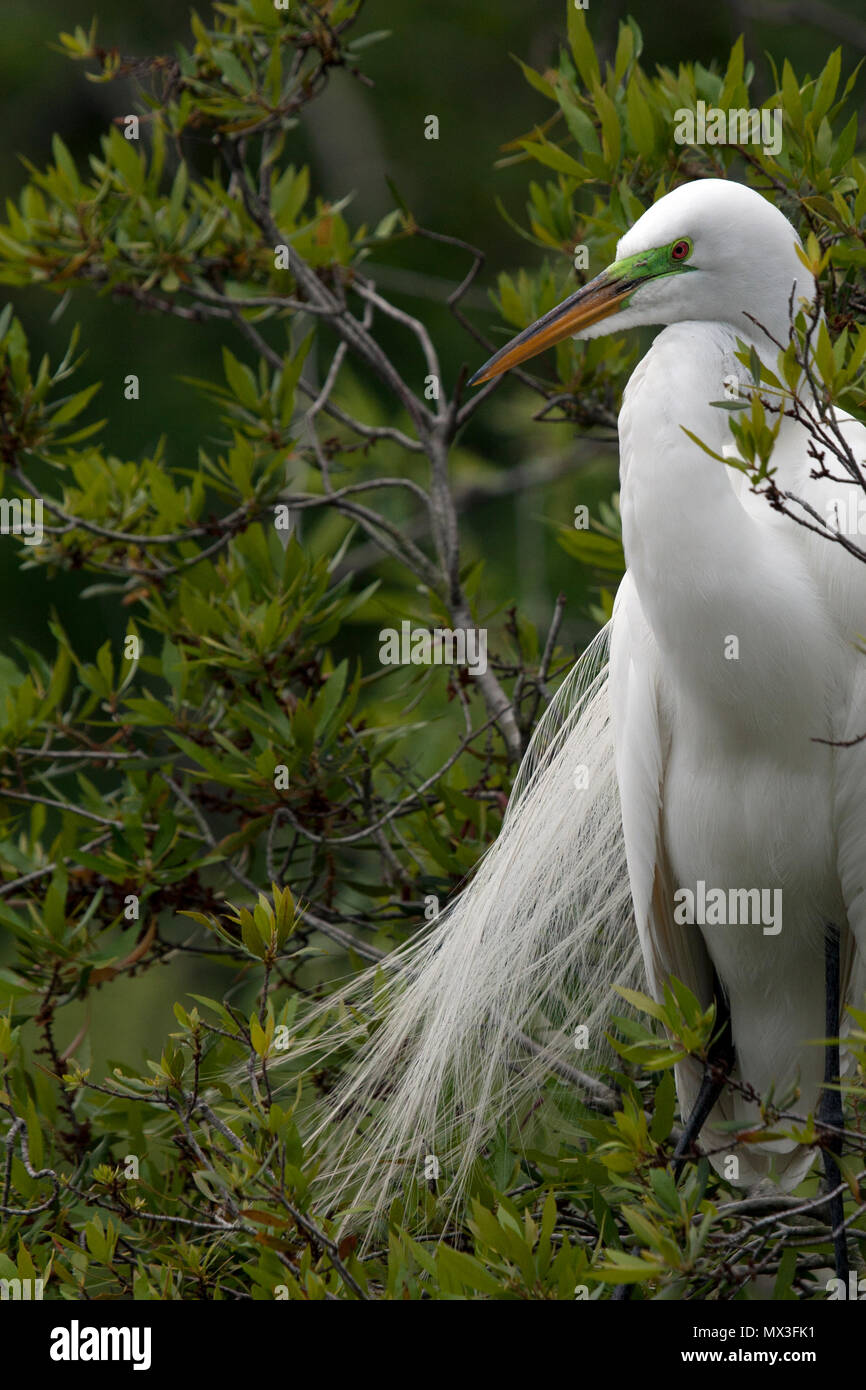 Great egret, breeding colors Stock Photo - Alamy