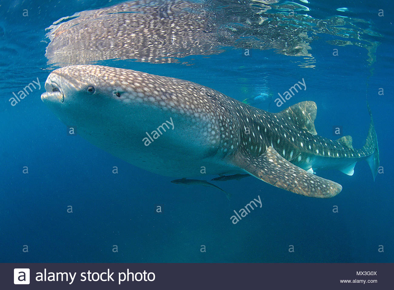 Awan Stock Photos & Awan Stock Images - Alamy