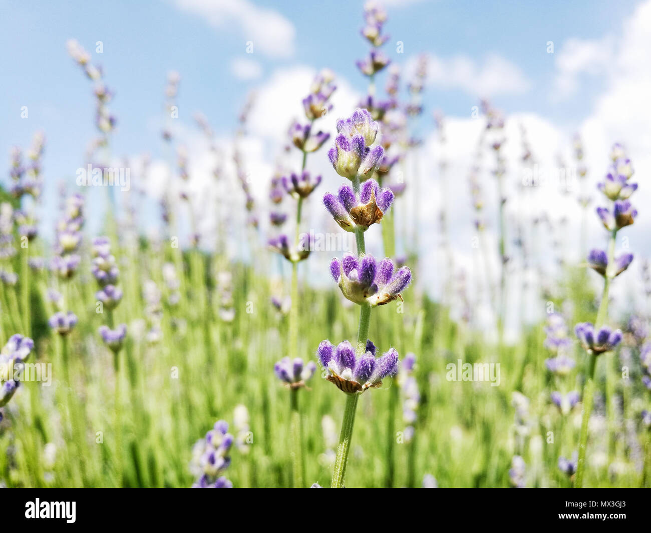 Lavender flowers. Macro photo. Seasonal natural scene. Beauty in nature ...
