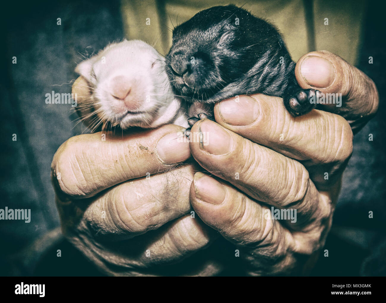 Beautiful little black and white rabbits on the hands. Little bunnies ...