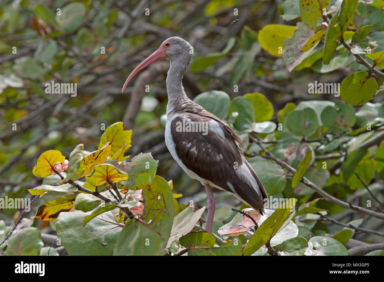 Ibis Perching In Tree High Resolution Stock Photography and Images - Alamy