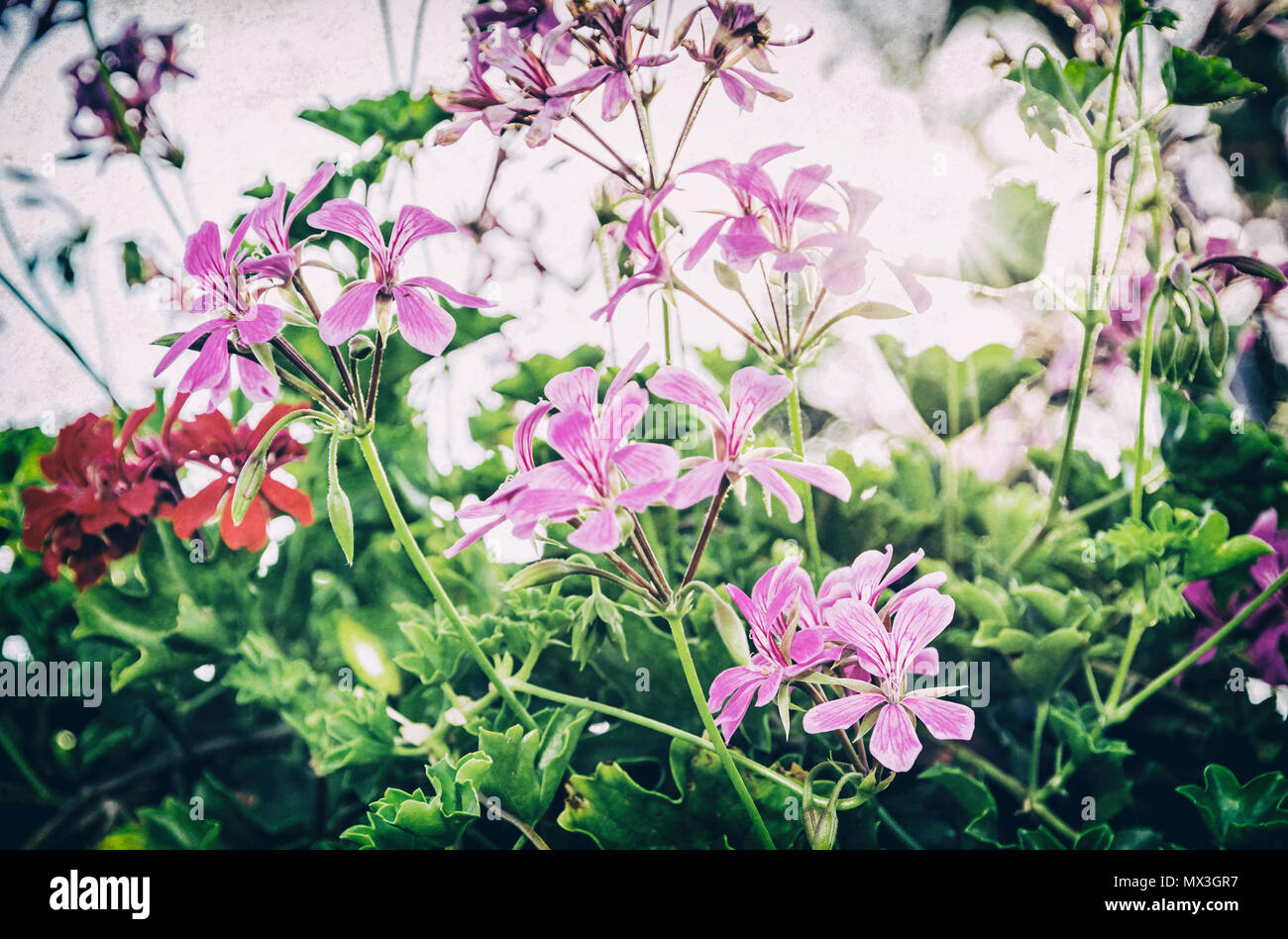 Purple and red Pelargonium flowers - Pelargonium hortorum - in the ...
