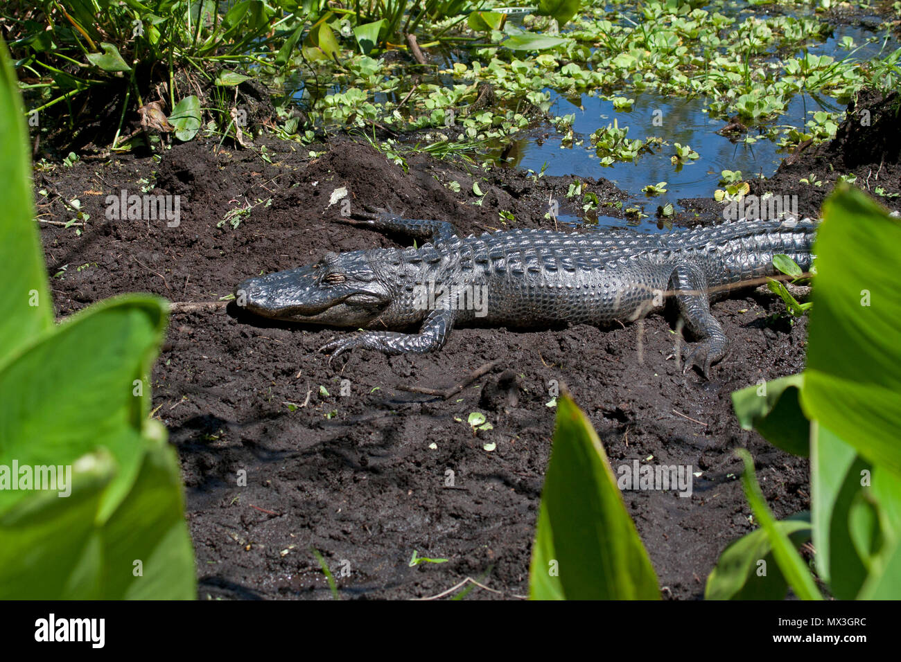 Corkscrew swamp florida alligator hi-res stock photography and images ...