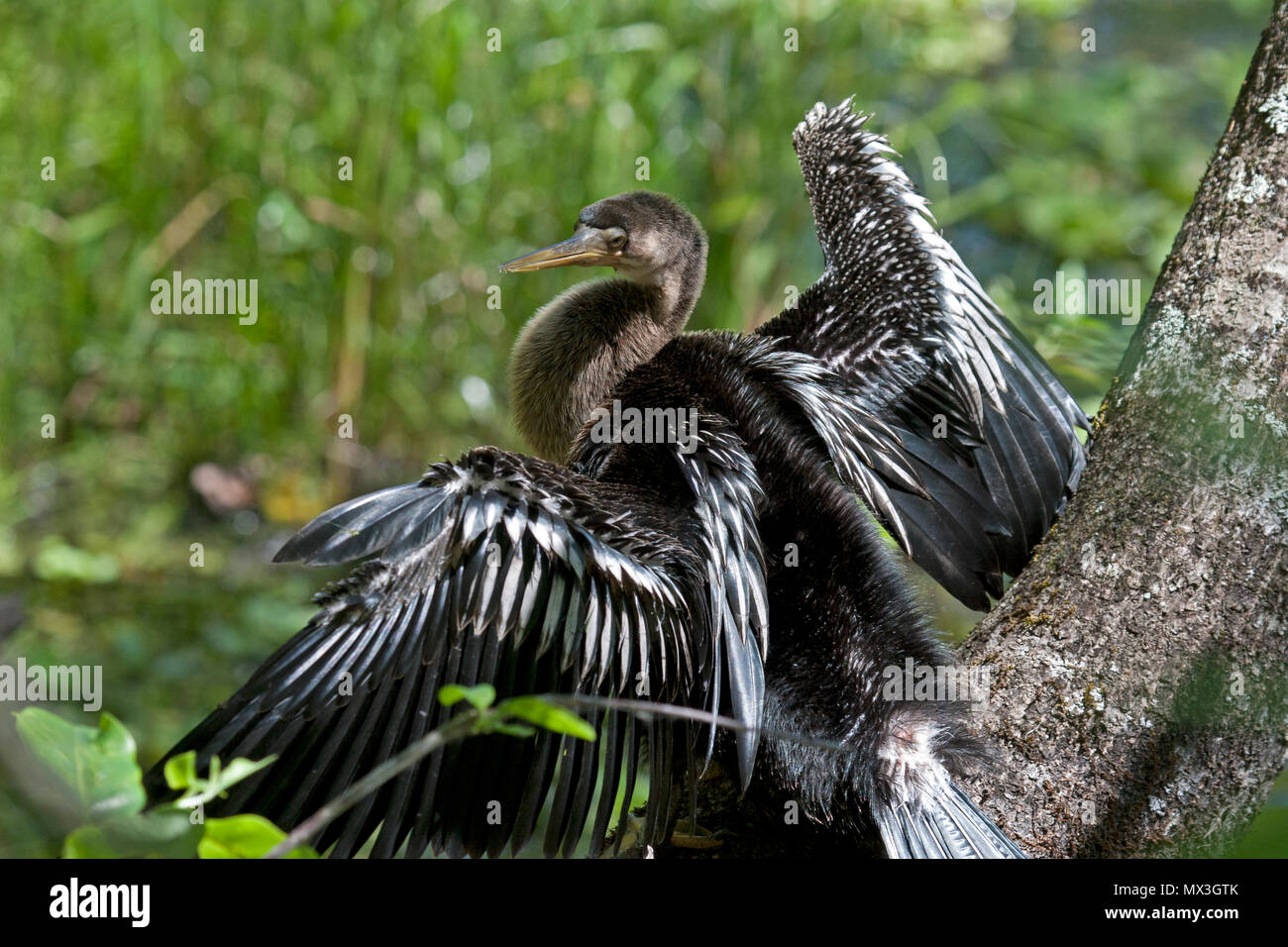 Anhinga spreading wings Stock Photo - Alamy