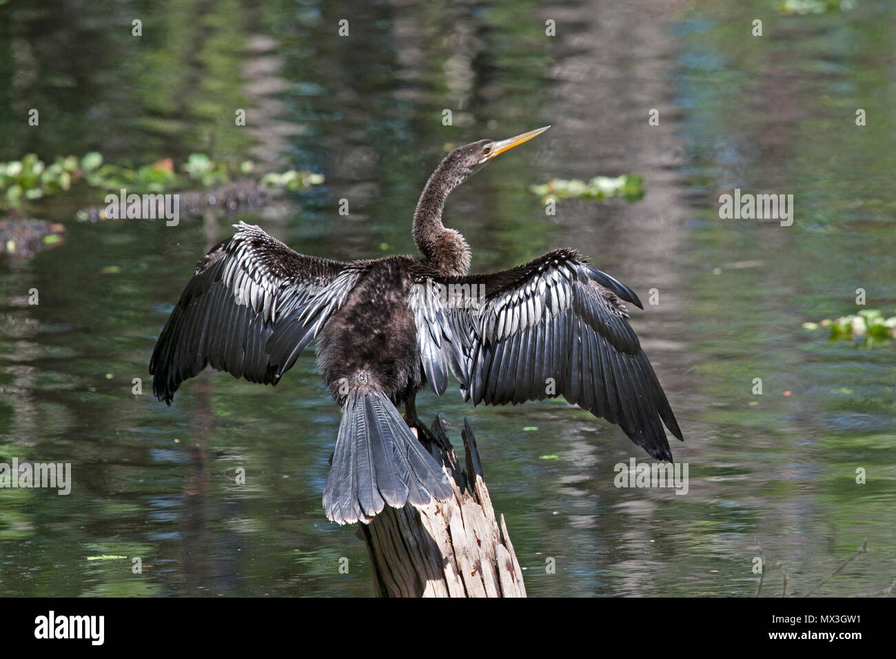 Anhinga spreading wings hi-res stock photography and images - Alamy