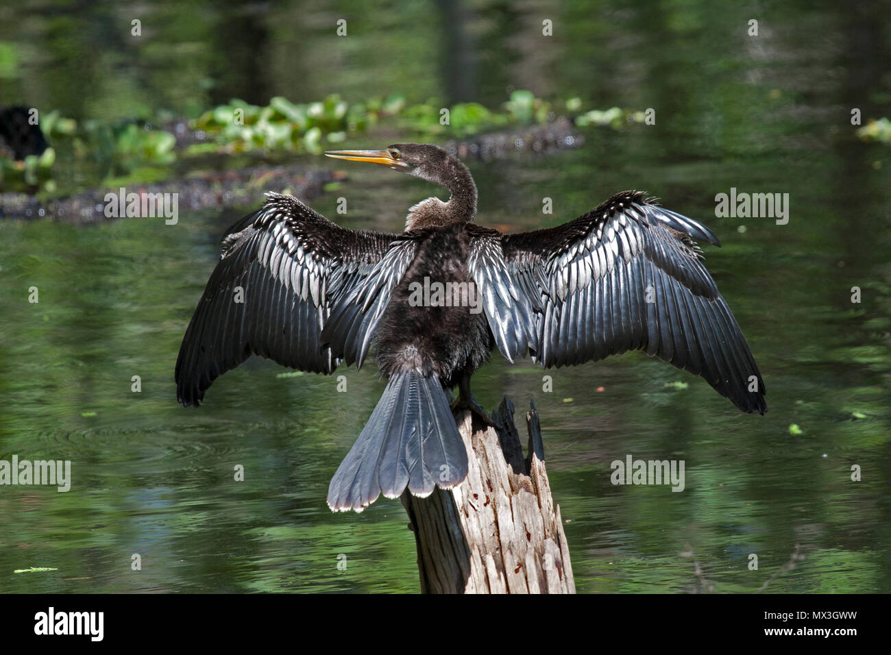 Anhinga drying wings Stock Photo - Alamy