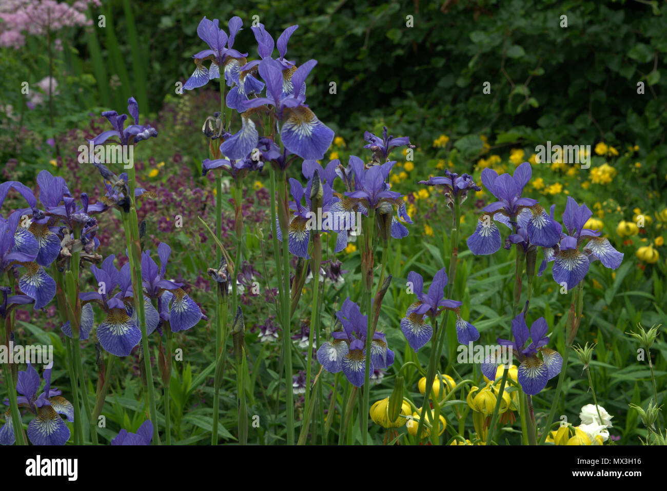 Scottish country garden in Spring, herbaceous border Stock Photo - Alamy