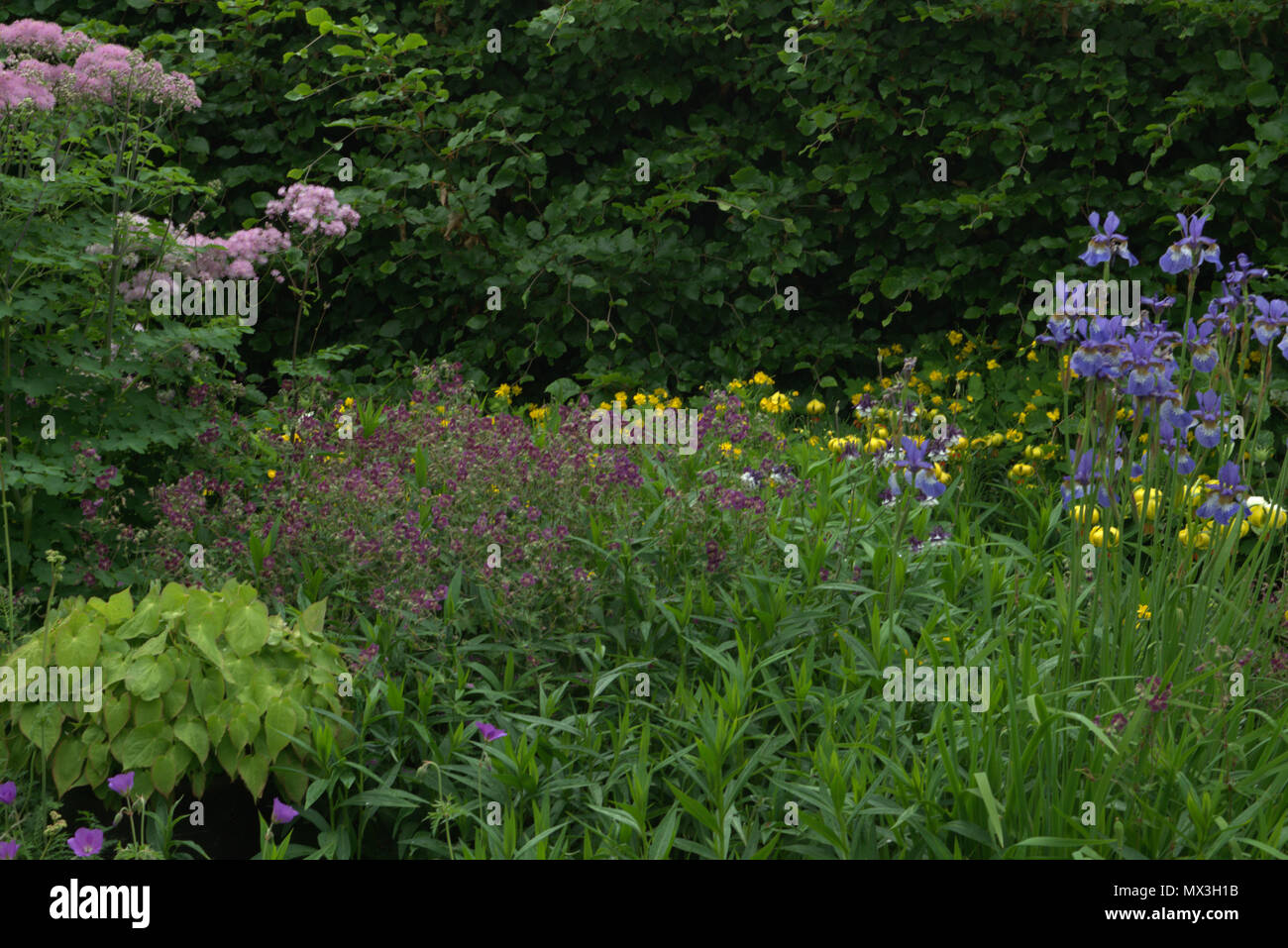 Scottish country garden in Spring, herbaceous border Stock Photo - Alamy