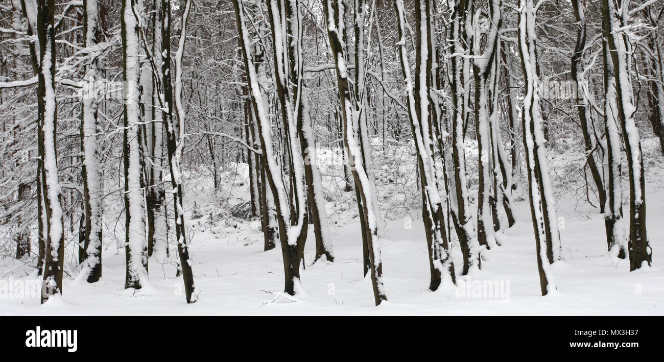 snow covered barren trees in winter UK Stock Photo - Alamy