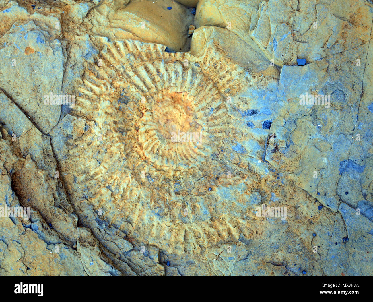 Ammonite print at kimmeridge bay dorset Stock Photo - Alamy