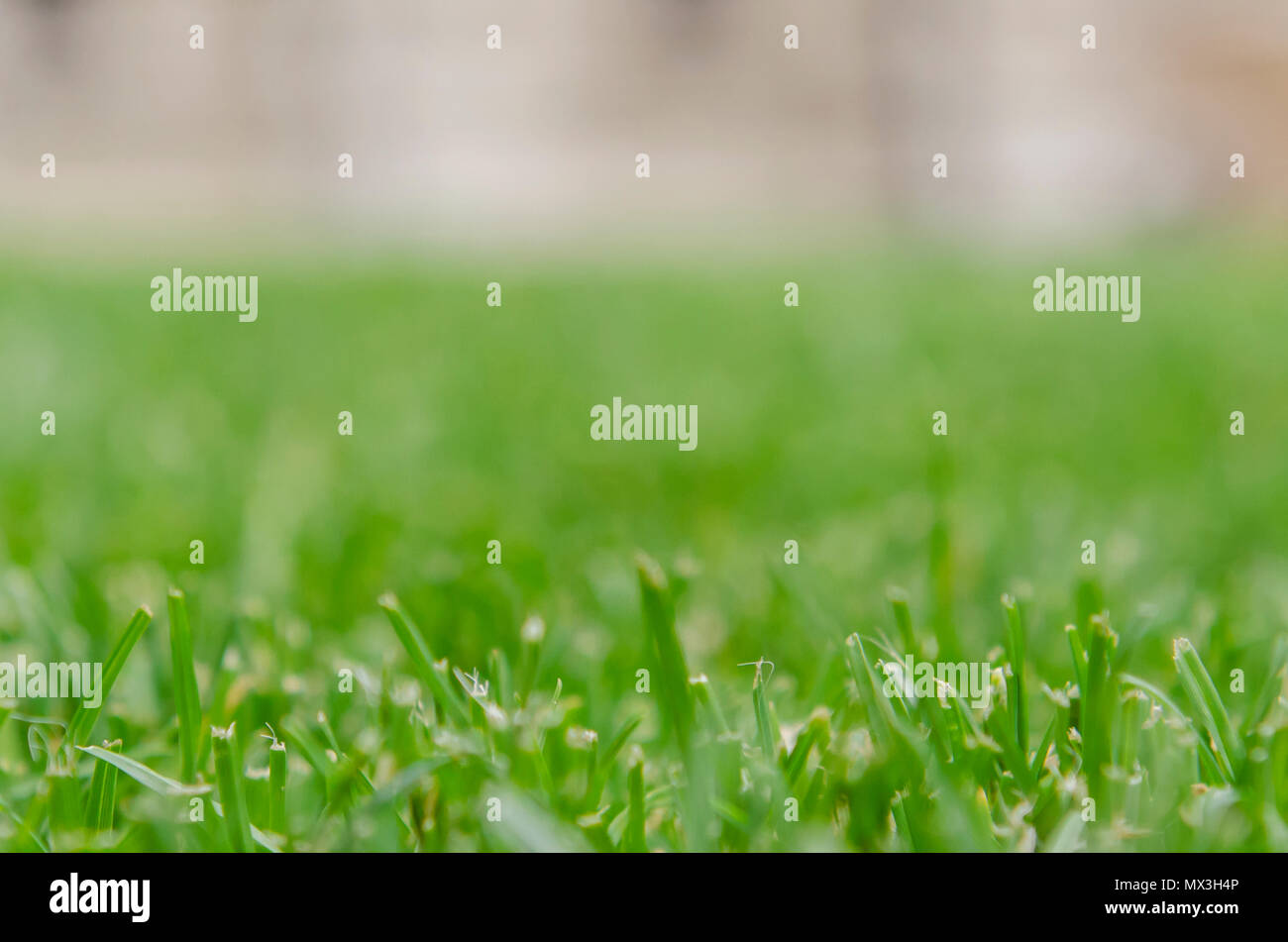 green grass closeup on a background of ancient building and tree Stock ...