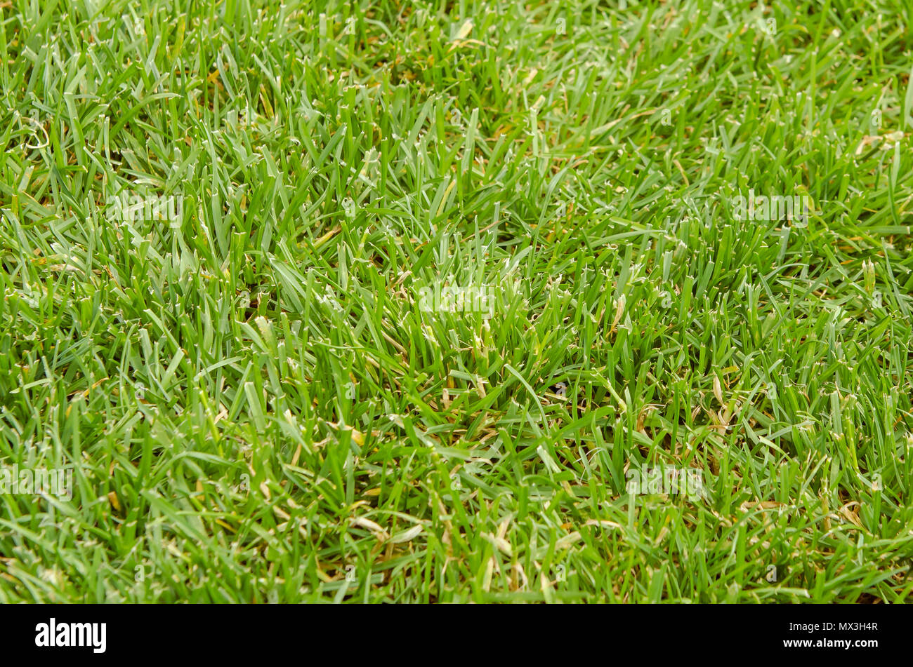 Background of green grass. View from above. Background of a green grass ...