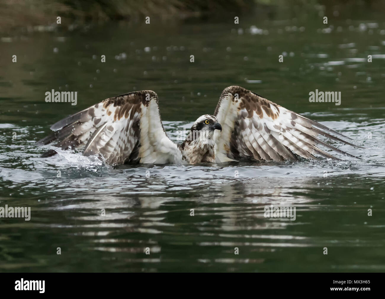 Raptor fishing hi-res stock photography and images - Alamy