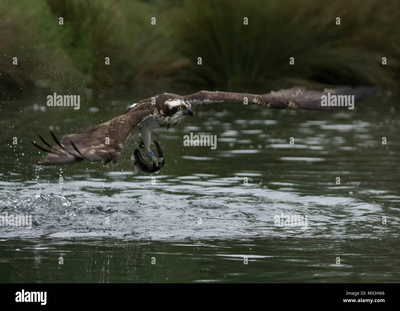 Raptor fishing hi-res stock photography and images - Alamy