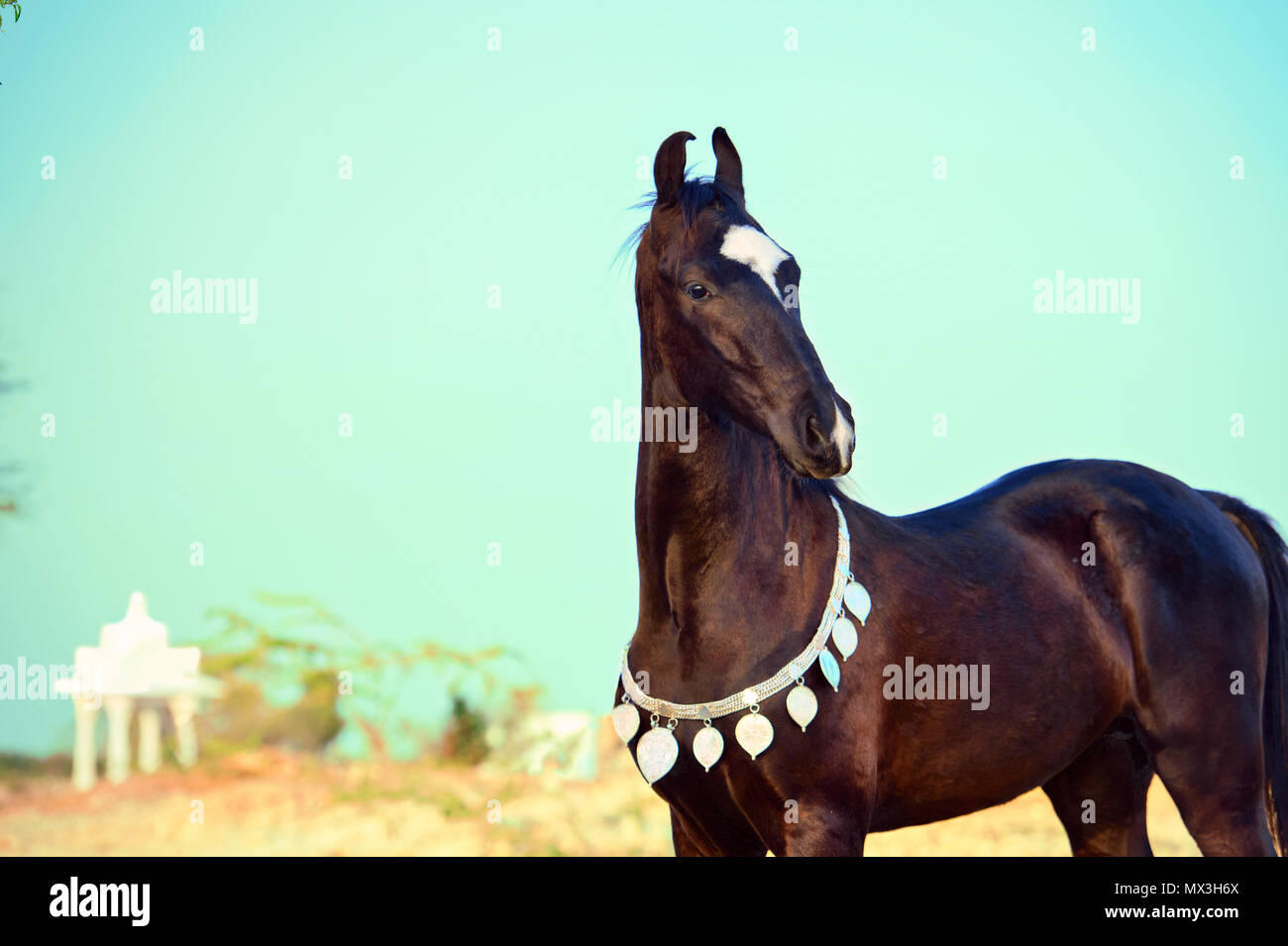 Marwari Horse High Resolution Stock Photography and Images - Alamy