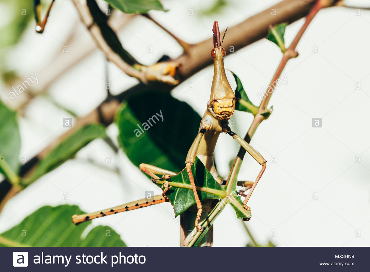 Stick Insects Phasmatidae Stock Photos & Stick Insects Phasmatidae ...