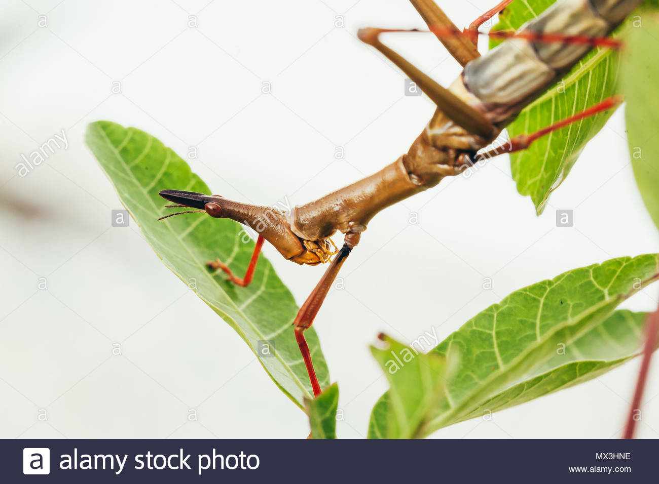 Stick Insects Phasmatidae Stock Photos & Stick Insects Phasmatidae ...