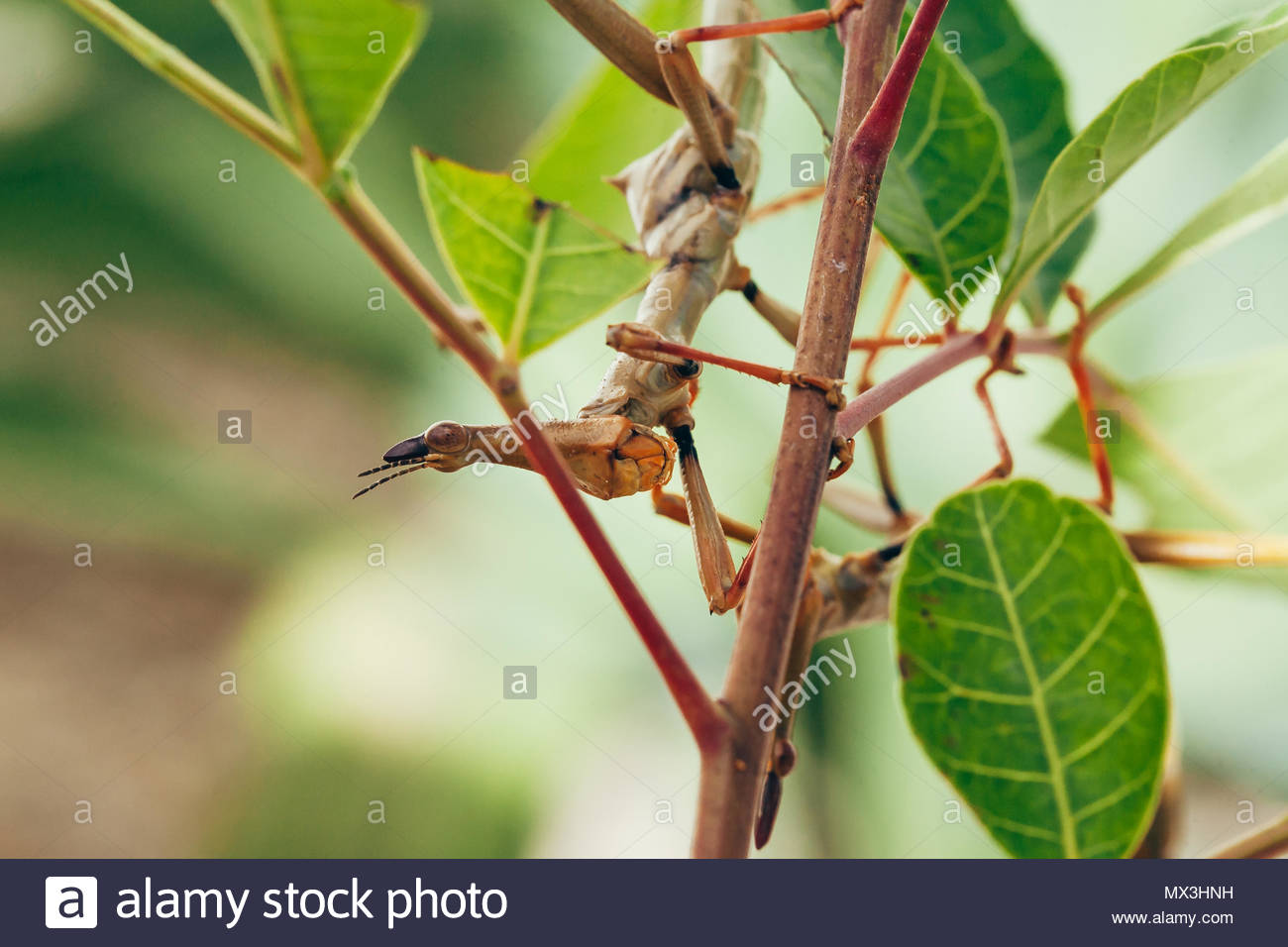 Stick Insects Phasmatidae Stock Photos & Stick Insects Phasmatidae ...