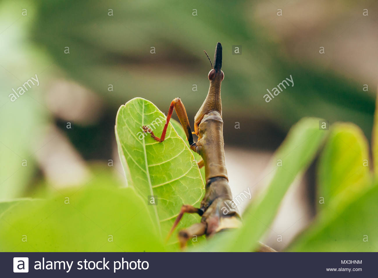 Stick Insects Phasmatidae Stock Photos & Stick Insects Phasmatidae ...