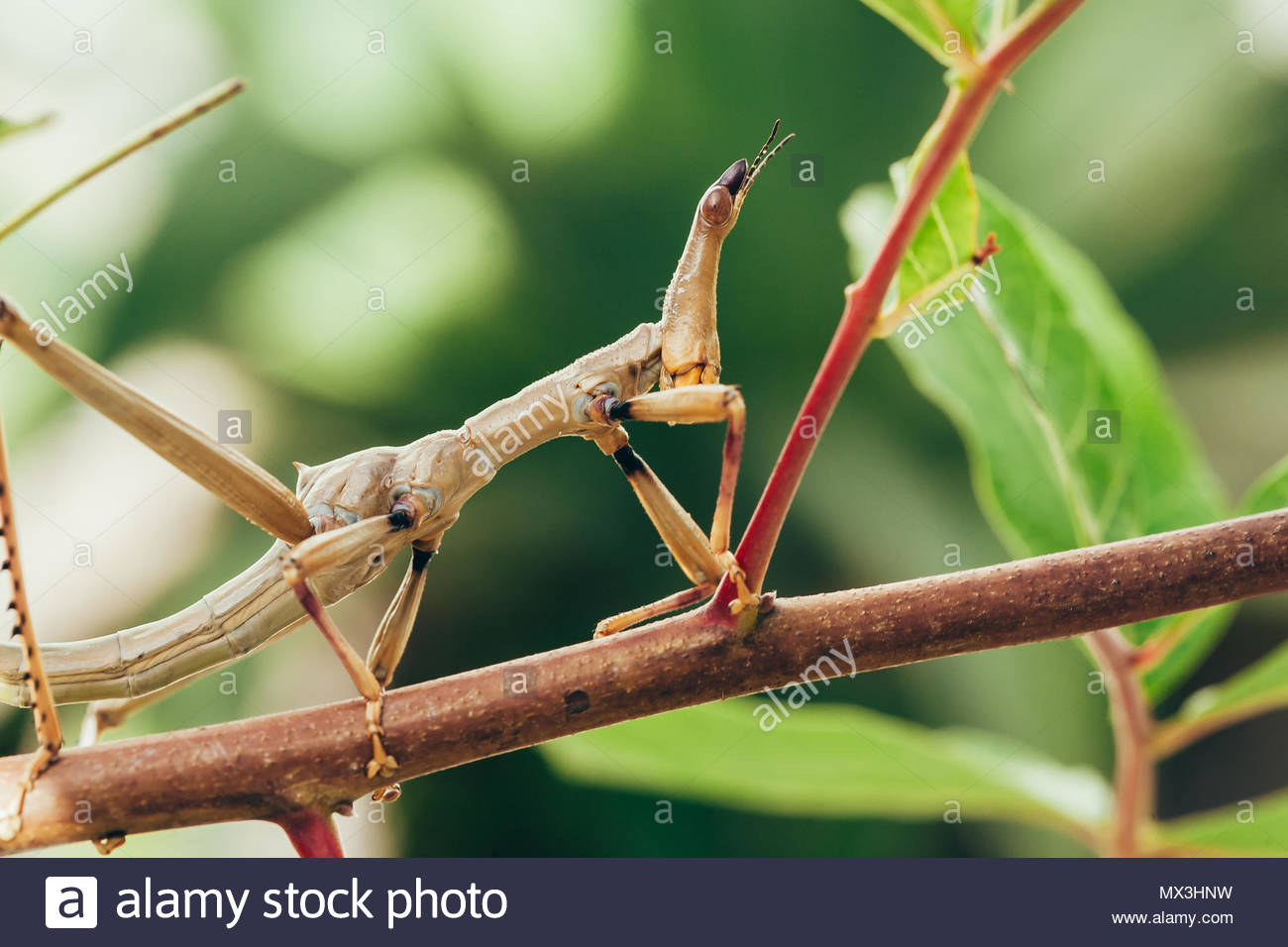 Stick Insects Phasmatidae Stock Photos & Stick Insects Phasmatidae ...