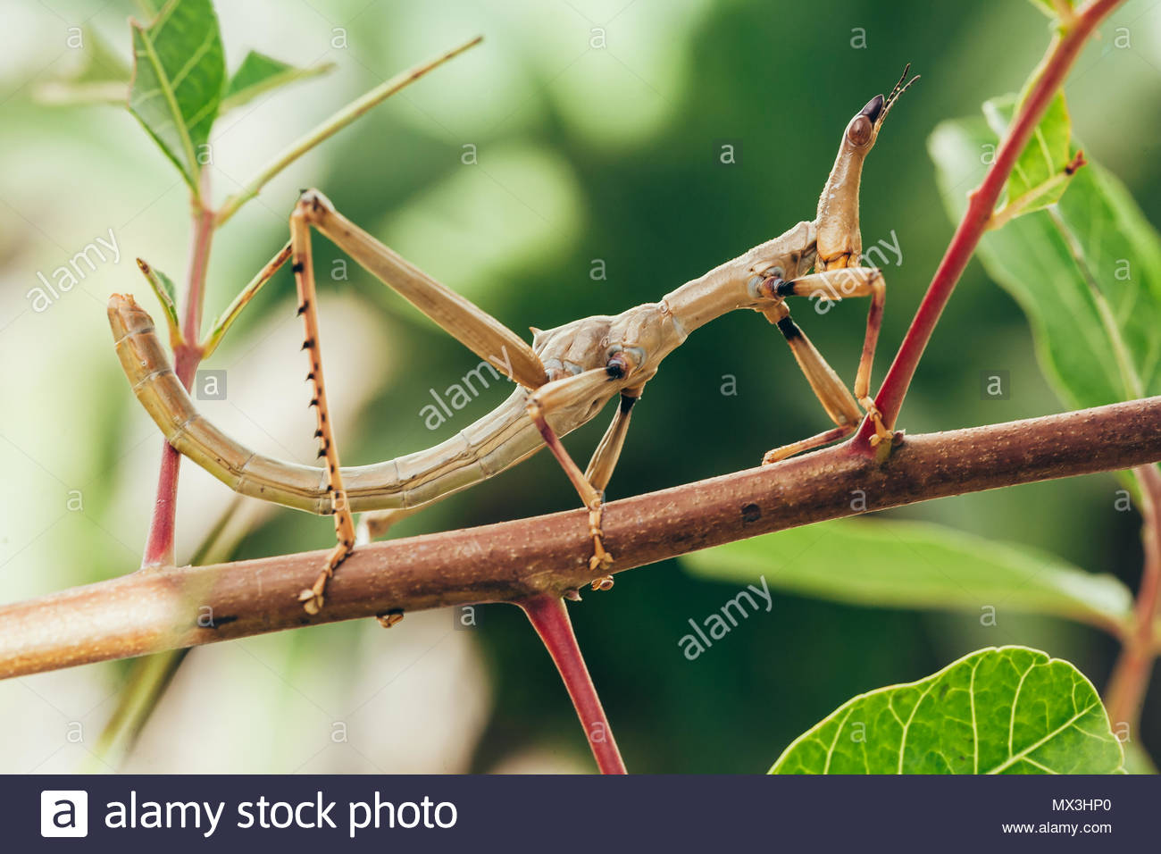 Jungle Nymph Stick Insect Stock Photos & Jungle Nymph Stick Insect ...