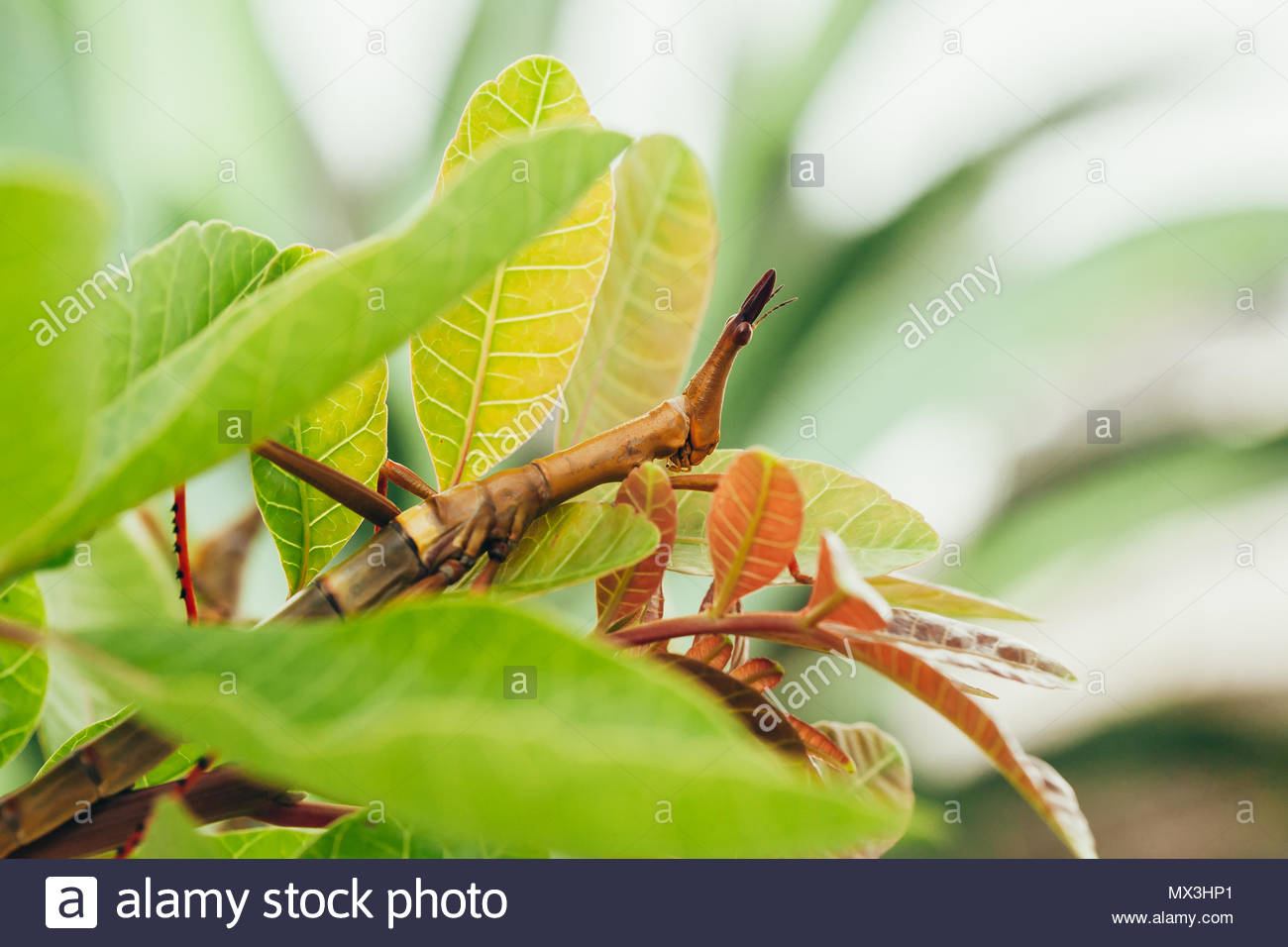 Jungle Nymph Stick Insect Stock Photos & Jungle Nymph Stick Insect ...