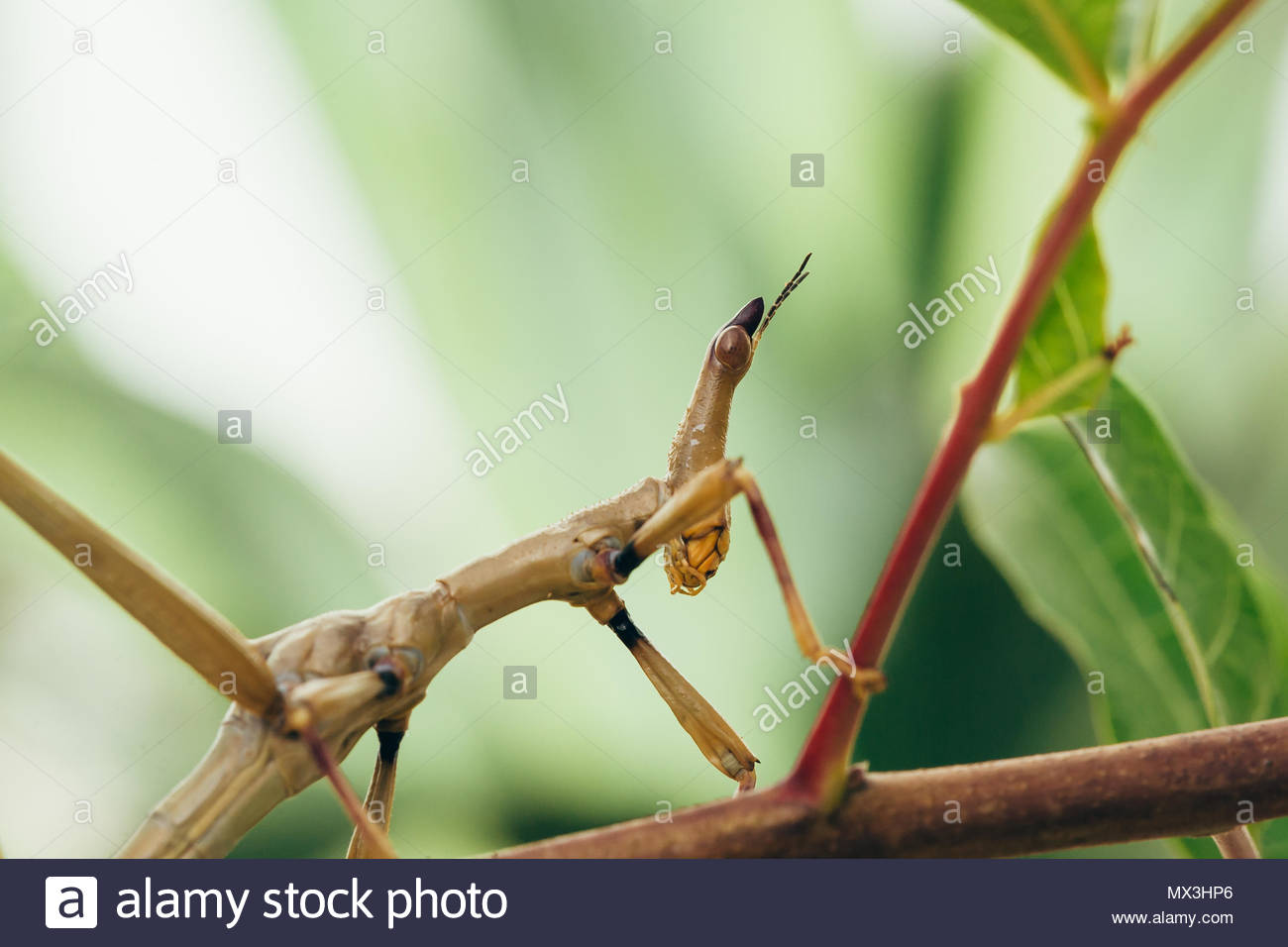 Stick Insects Phasmatidae Stock Photos & Stick Insects Phasmatidae ...