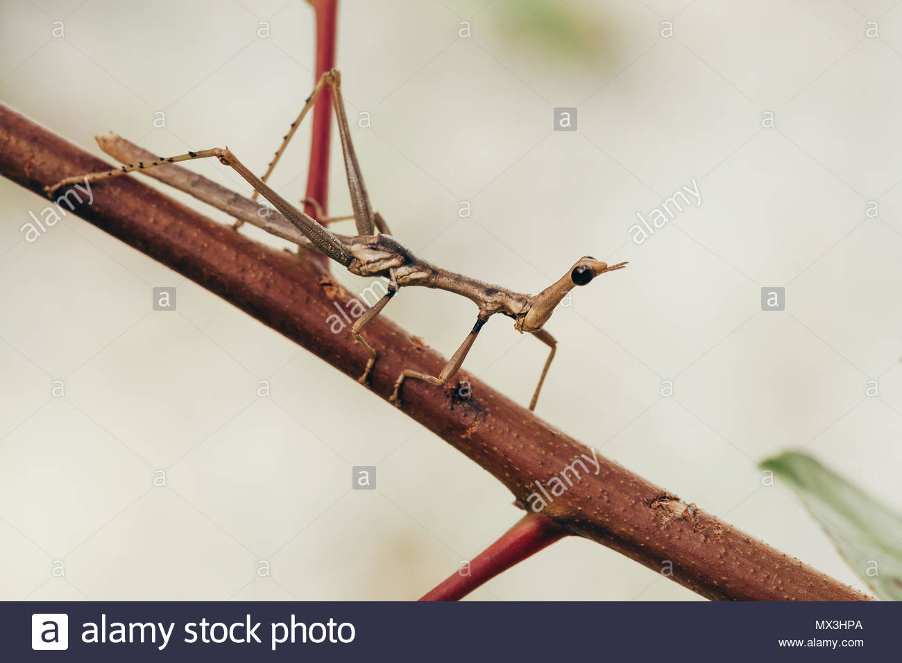 Stick Insects Phasmatidae Stock Photos & Stick Insects Phasmatidae ...