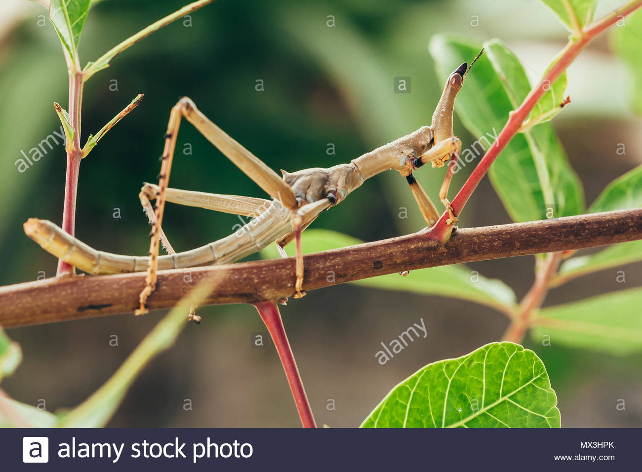 Stick Insects Phasmatidae Stock Photos & Stick Insects Phasmatidae ...