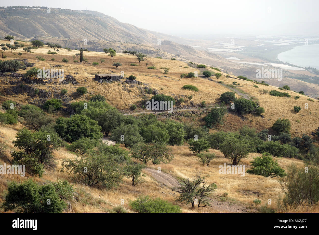 Olive grove near Kinnereth lake in Galilee, Israel Stock Photo - Alamy