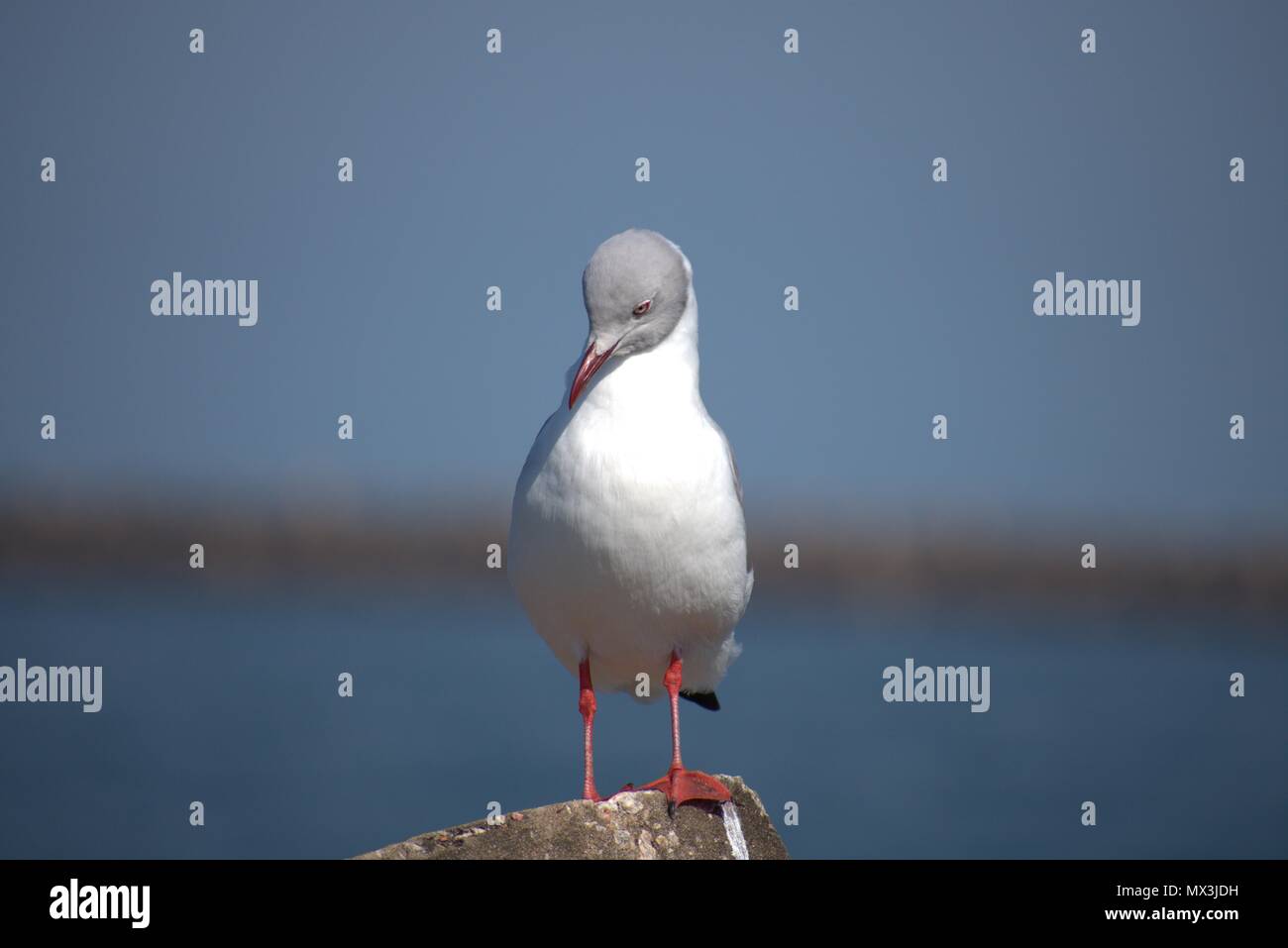 Red Billed Seagull. The Most Beautiful Seagull Stock Photo - Alamy
