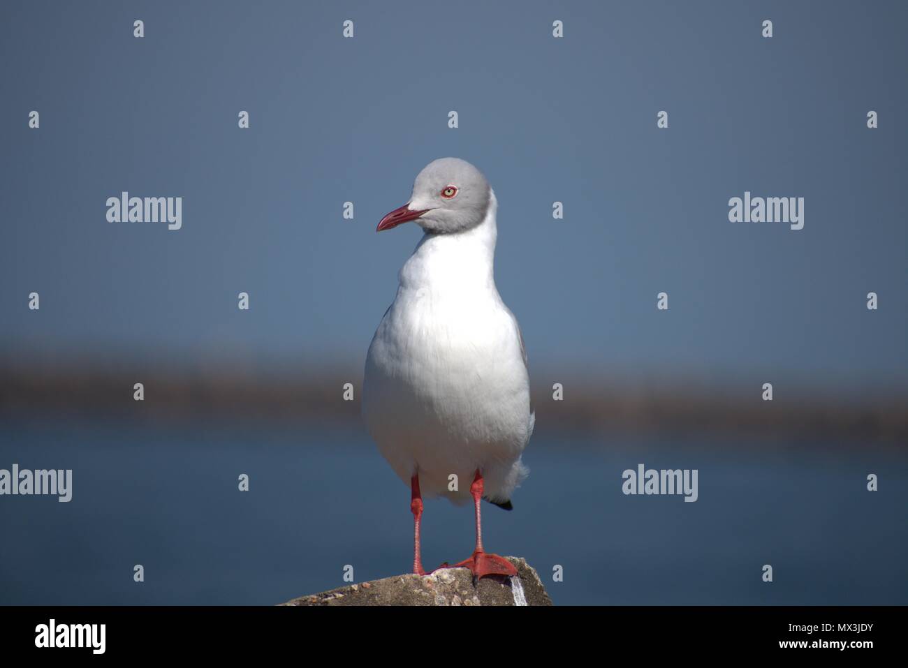 Red Billed Seagull. The Most Beautiful Seagull Stock Photo - Alamy