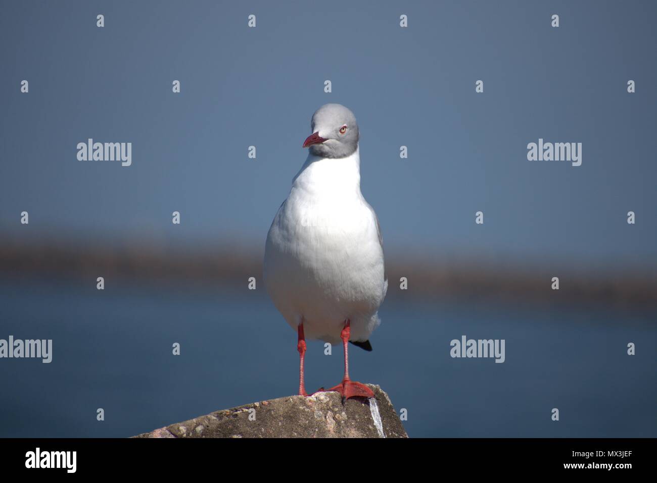 Red Billed Seagull. The Most Beautiful Seagull Stock Photo - Alamy