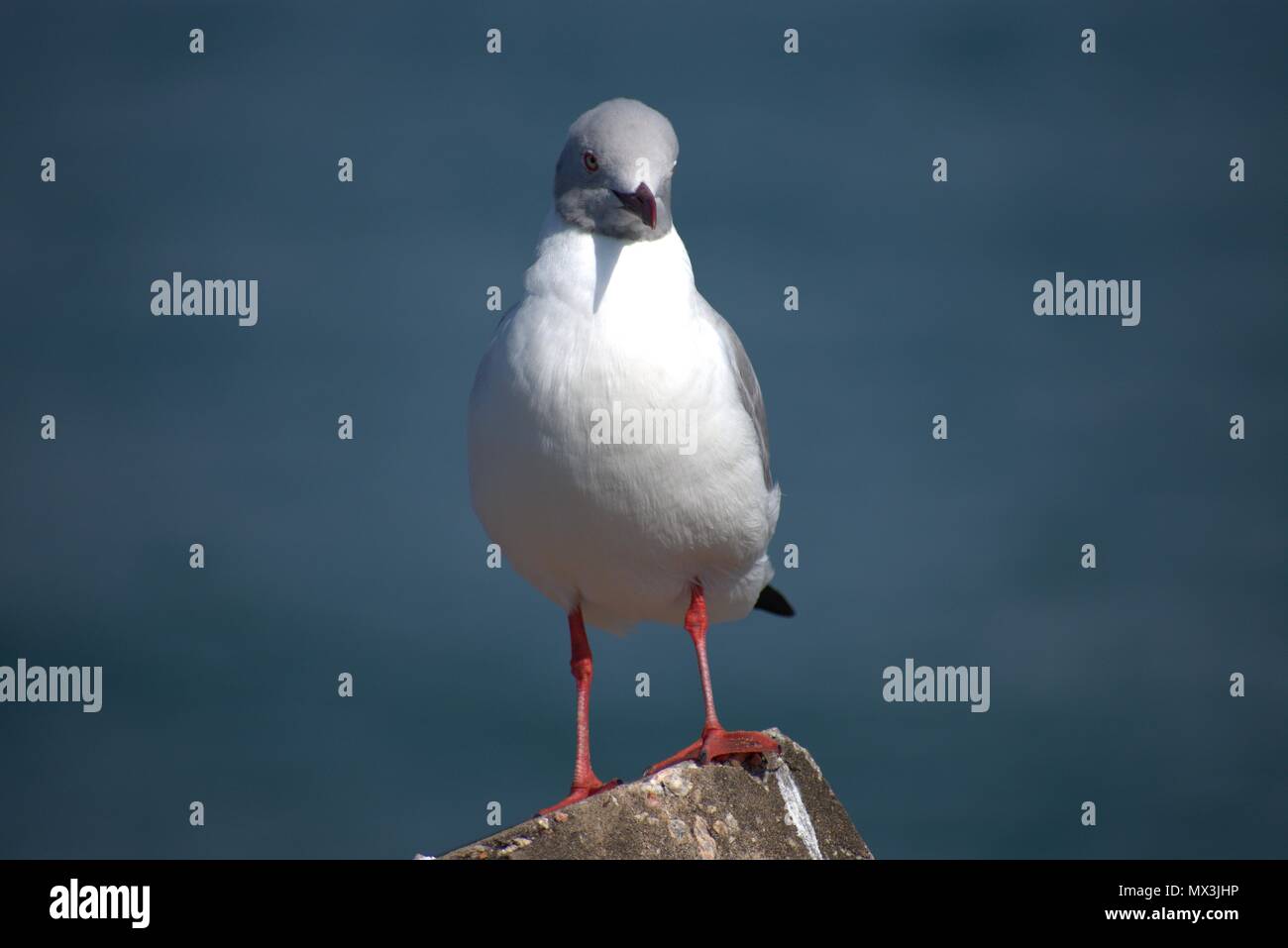 Red Billed Seagull. The Most Beautiful Seagull Stock Photo - Alamy