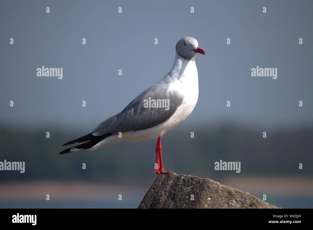 Red Billed Seagull. The Most Beautiful Seagull Stock Photo - Alamy
