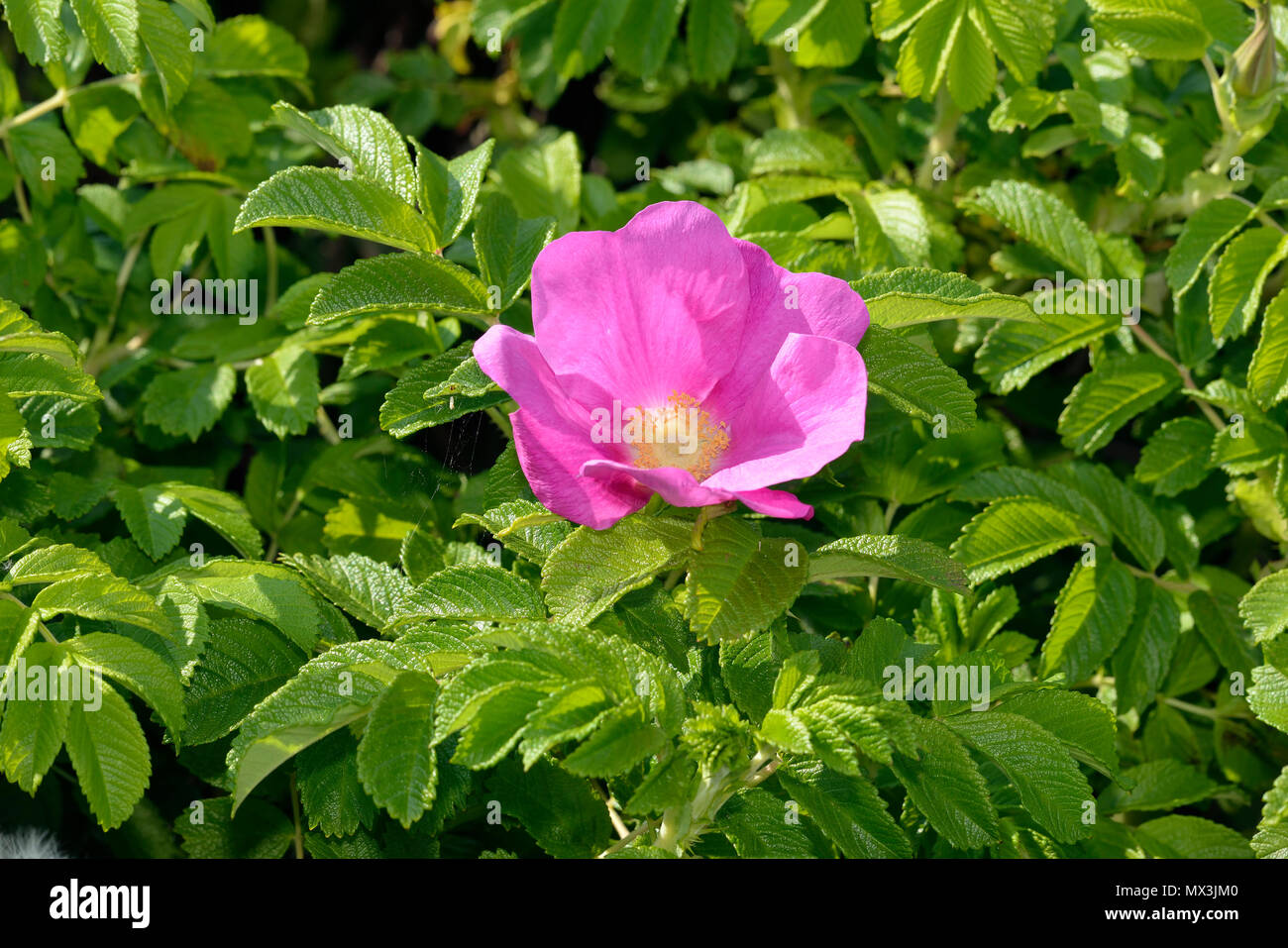 Japanese rose rosa rugosa hi-res stock photography and images - Alamy