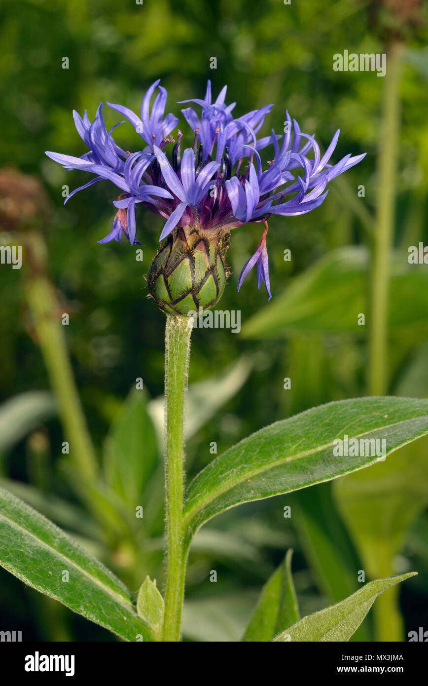 Perenial or Mountain Cornflower - Centaurea montana Alpine flower ...