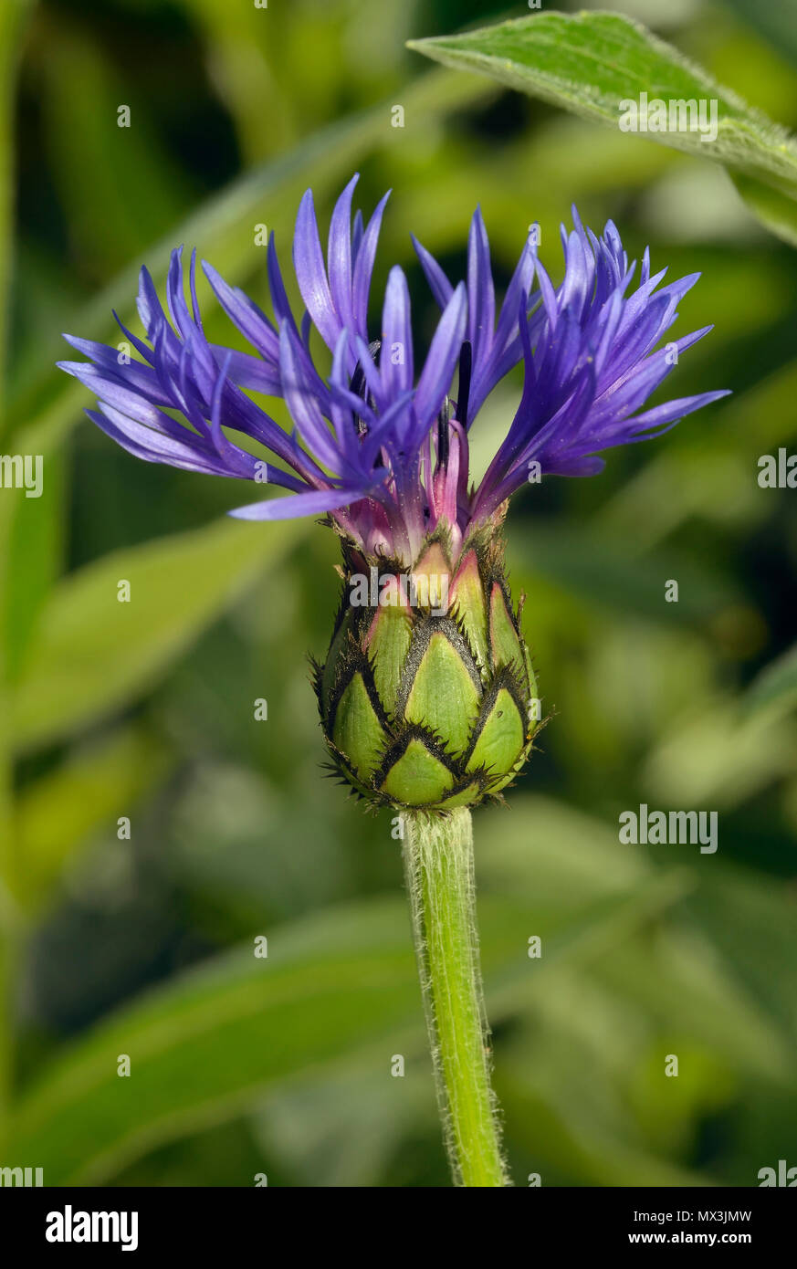 Perenial or Mountain Cornflower - Centaurea montana Alpine flower ...